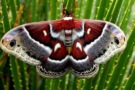 He Is A Cecropia Moth With A Wingspan Of 5 To 6 Inches The Cecropia