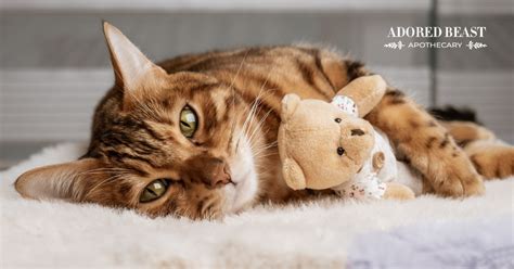 Feline Calicivirus Symptoms Causes And Management