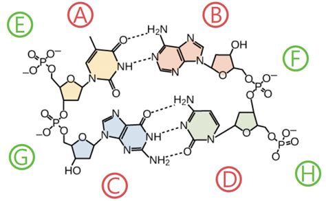 Complementary Base Pairing Rna