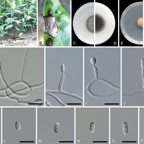 Scolecobasidium Acanthi Ex Type Cgmcc 324352 A The Habitat Of