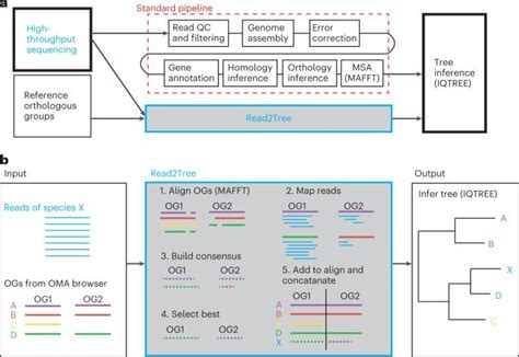 Inference Of Phylogenetic Trees Directly From Raw Sequencing Reads