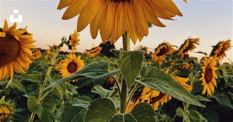 낮 동안 푸른 하늘 아래 해바라기 밭 사진 Unsplash의 무료 꽃 이미지