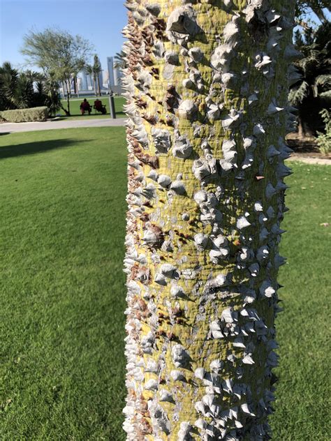 This Tree With Hard Spikes All Around Its Trunk R Mildlyinteresting