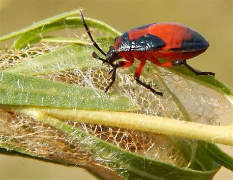 Heteroptera Nymph Largus Bugguidenet
