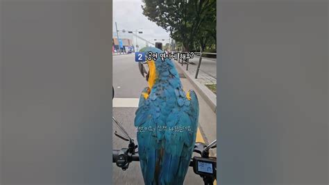 앵집사가 앵무새 산책 시 많이 듣는 말 앵무새 Youtube