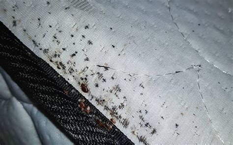 Telltale Signs Of Bed Bug Infestation