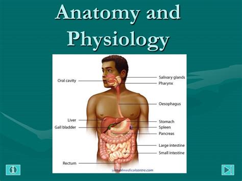 Anatomy And Physiology Gastrointestinal Tract