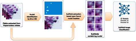 Hypothetical Cascaded Classification Process With Nuclei Location And