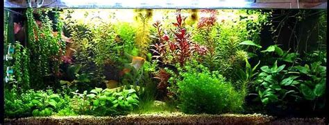 Как побороть нитчатые водоросли в аквариуме | UViAQUA.com | ЮВИАКВА