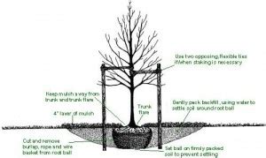 Tree Planting Diagram Peter Donegan Landscaping And Garden Design