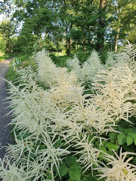 Aruncus Aruncus Dioicus The Beth Chatto Gardens