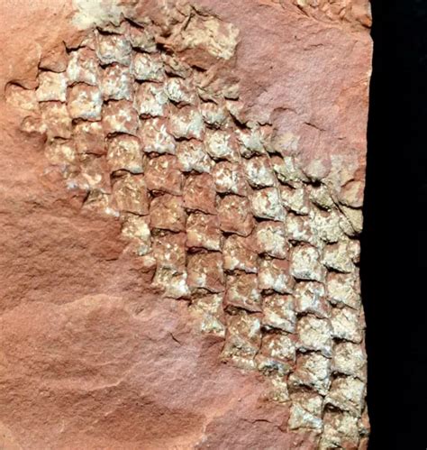 Carboniferous Fossil Plant Lycopod Scale Tree Lepidodendron Twig And Two Cones £17 72 Picclick Uk