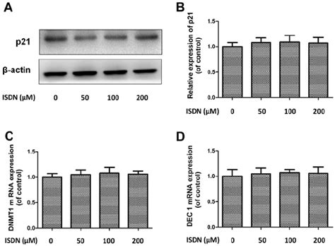 Isosorbide Dinitrate Isdn Does Not Have A Notable Effect On Download Scientific Diagram