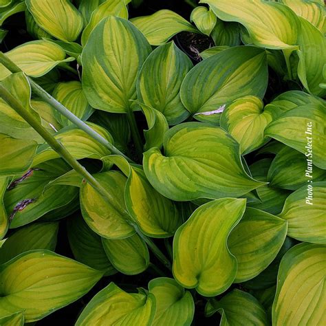 Hosta Guacamole Centre Jardin Cloutier