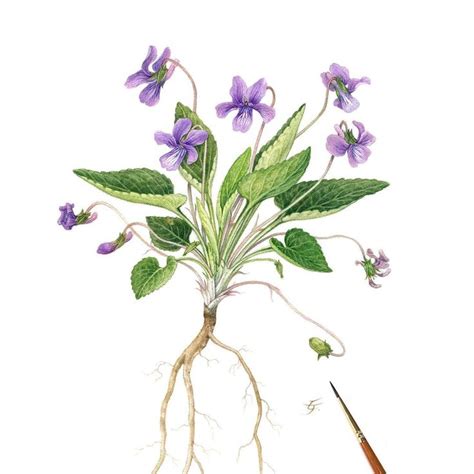 Ej🌿 On Instagram 제비꽃 Violet 야생화 Wildflower 보타니컬아트 Ej 걷다가 만나는계절 사계절 그림향기가득한꽃그리는시간 그꽃