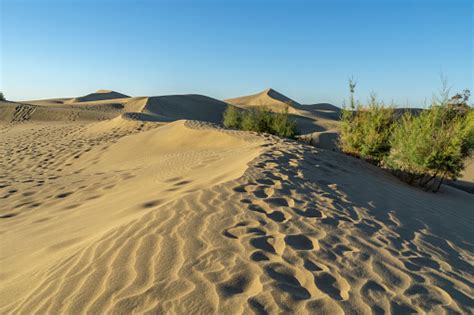 모래 언덕과 그 란 카나리아에서 마스 팔로 마스의 식물 근접 스페인 관광객에 대한 스톡 사진 및 기타 이미지 관광객 마스팔로마스 모래 Istock