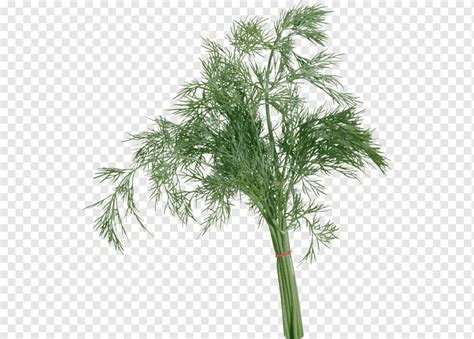 딜 허브 야채 기타 잎 야채 음식 다른 사람 Png Pngwing