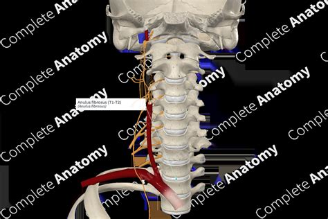 Anulus Fibrosus T1 T2 Complete Anatomy