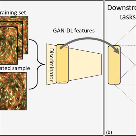 Overview Of Gan Dl Self Supervised Representation Learning Framework Download Scientific