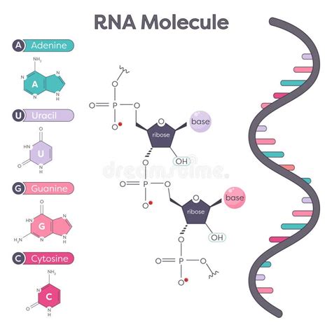 Genomic Science Illustration Of The Components Of An Rna Molecule Stock Vector Illustration Of