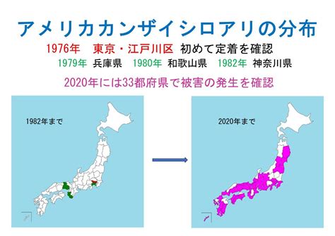 アメリカカンザイシロアリの分布 山陽木材株式会社