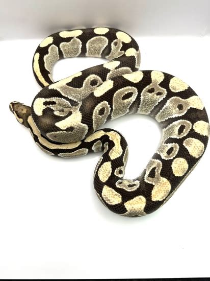 Desert Ghost Kinova Ball Python By Performance Pythons