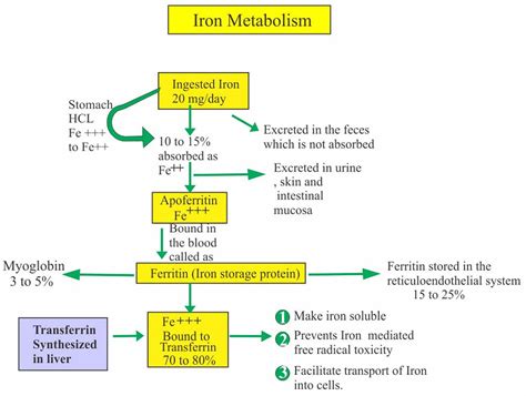 Total Iron Binding Capacity Definition Function Causes Of High Or Low Iron Binding Capacity