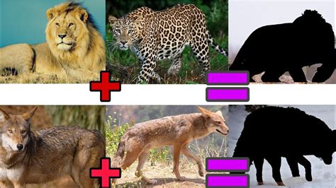 حيوانات ابتكرت من تزاوج بين حيوانين مختلفين فماذا ينتج ؟ Youtube