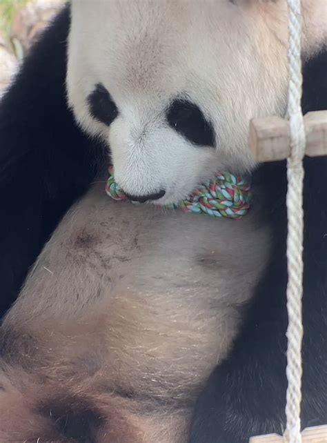 상상임신으로 고통받으며 가짜 아기를 안고 자는 푸바오 이모 페이윈 인스티즈 Instiz 이슈 카테고리