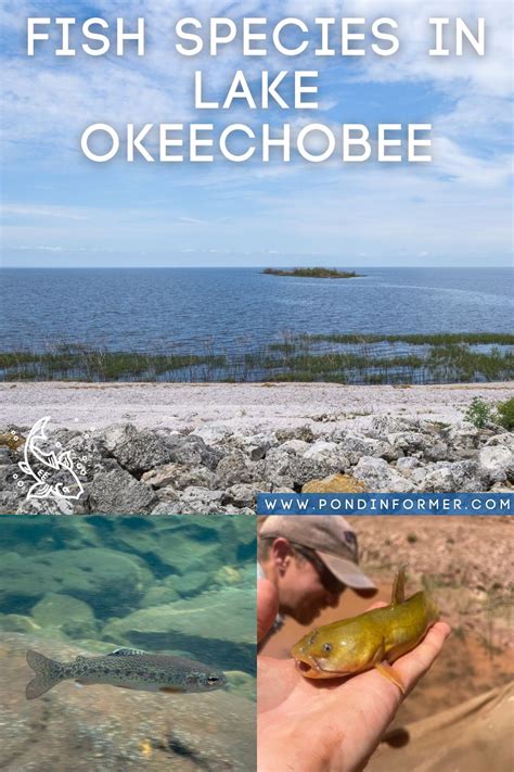 50 Fish Species In Lake Okeechobee Updated Artofit 50 Fish Species In Lake Okeechobee Updated Artofit