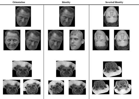 Face Processing Neiworth Primate Lab