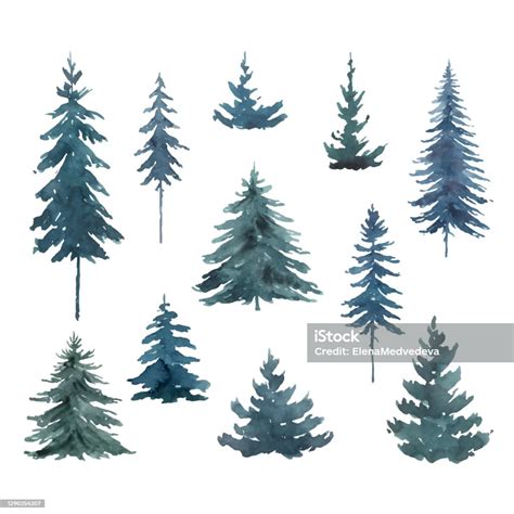 파란색 전나무 나무로 설정된 수채화 벡터입니다 흰색에 고립 된 꽃 엽서와 초대장을 인사하는 손으로 그린 그림 배경 수채화에 대한 스톡 벡터 아트 및 기타 이미지 Istock