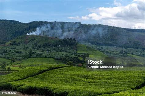 산과 구불구불한 언덕과 농지가 있는 우간다 시골의 아름다운 전망 우간다에 대한 스톡 사진 및 기타 이미지 우간다 굽이치는 풍경 농장 Istock