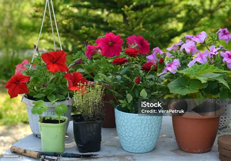 피튜니아와 붉은 장미의 아름다운 꽃들이 정원의 바깥 화분에 있다 빈티지 가정 정원 가꾸기 및 심기 물건 여름과 봄 식물이 있는 식물 정물 0명에 대한 스톡 사진 및 기타