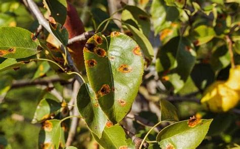 Ornamental Pear Tree Problems In Australia