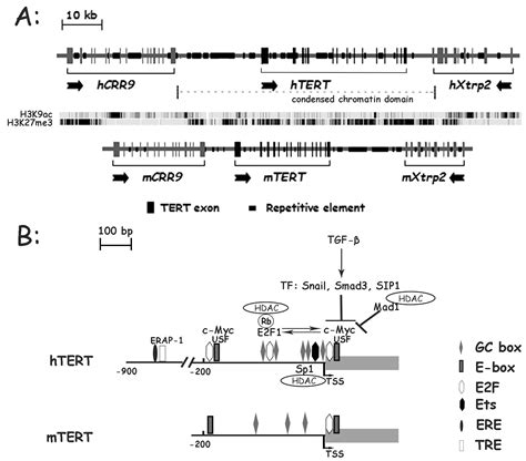 Telomerase Reverse Transcriptase