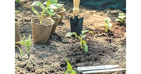 Подготвят се лехите за засаждане Български Фермер