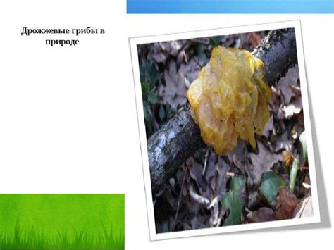 Использование дрожжей в пищевой промышленности презентация доклад проект скачать