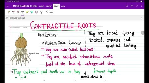 Contractile Roots