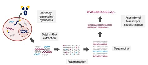 Hybridoma Gene Sequencing Process By Kmd Bioscience Medium Hybridoma Gene Sequencing Process By Kmd Bioscience Medium