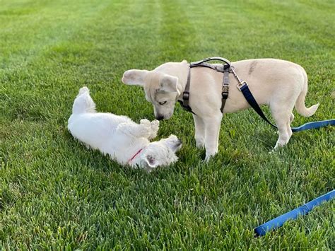 Hello New Friend Scrolller