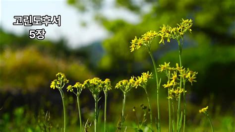 [ 쉬운 성경으로 듣기]🌳고린도후서 5장🌳 사도 바울의 편지 ㅣ쉬운 성경 ㅣ 오디오 성경 ㅣ 성경 듣기 ㅣ 듣는 성경 ㅣ 배경 음악 없음ㅣ중간 광고 없음 Youtube