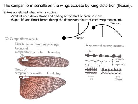 Ppt Review Of The Cpg How Do We Know The Circuit Pattern Who Connects To Who Powerpoint