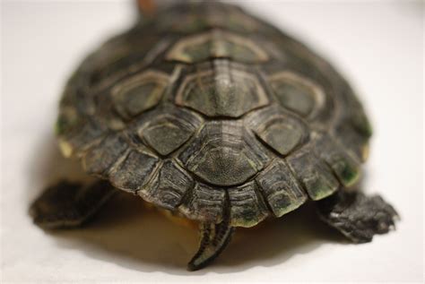 How To Tell The Gender Of A Turtle