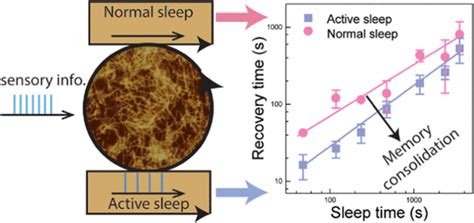 Memory Consolidation Sleep