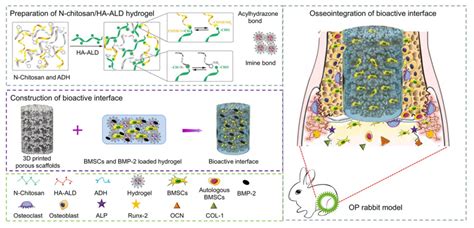 China 3d Printing Supramolecular Bioactive Interfaces For Osteoporosis Treatment