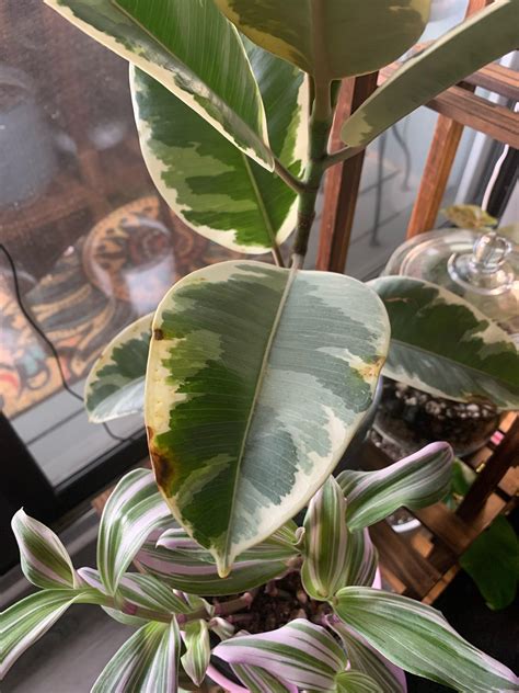 Rubber Tree With Rust” Spots Rplantclinic