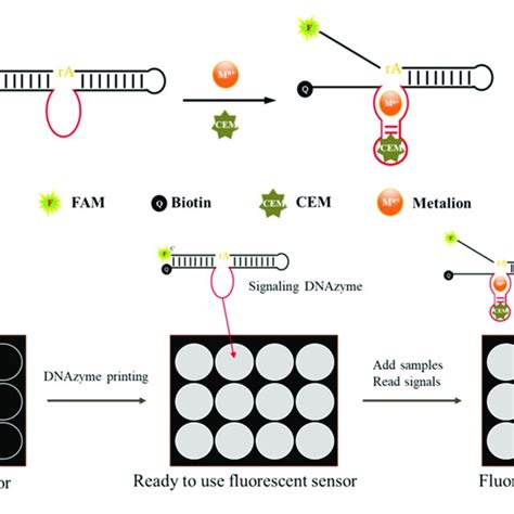 Schematic Of The Mode Of Action Of The Dnazyme And The Envisioned Download Scientific Diagram
