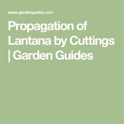 Propagation Of Lantana By Cuttings Garden Guides