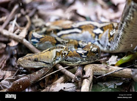 Reticulated Python Python Reticulatus Reticulatus Stock Photo Alamy